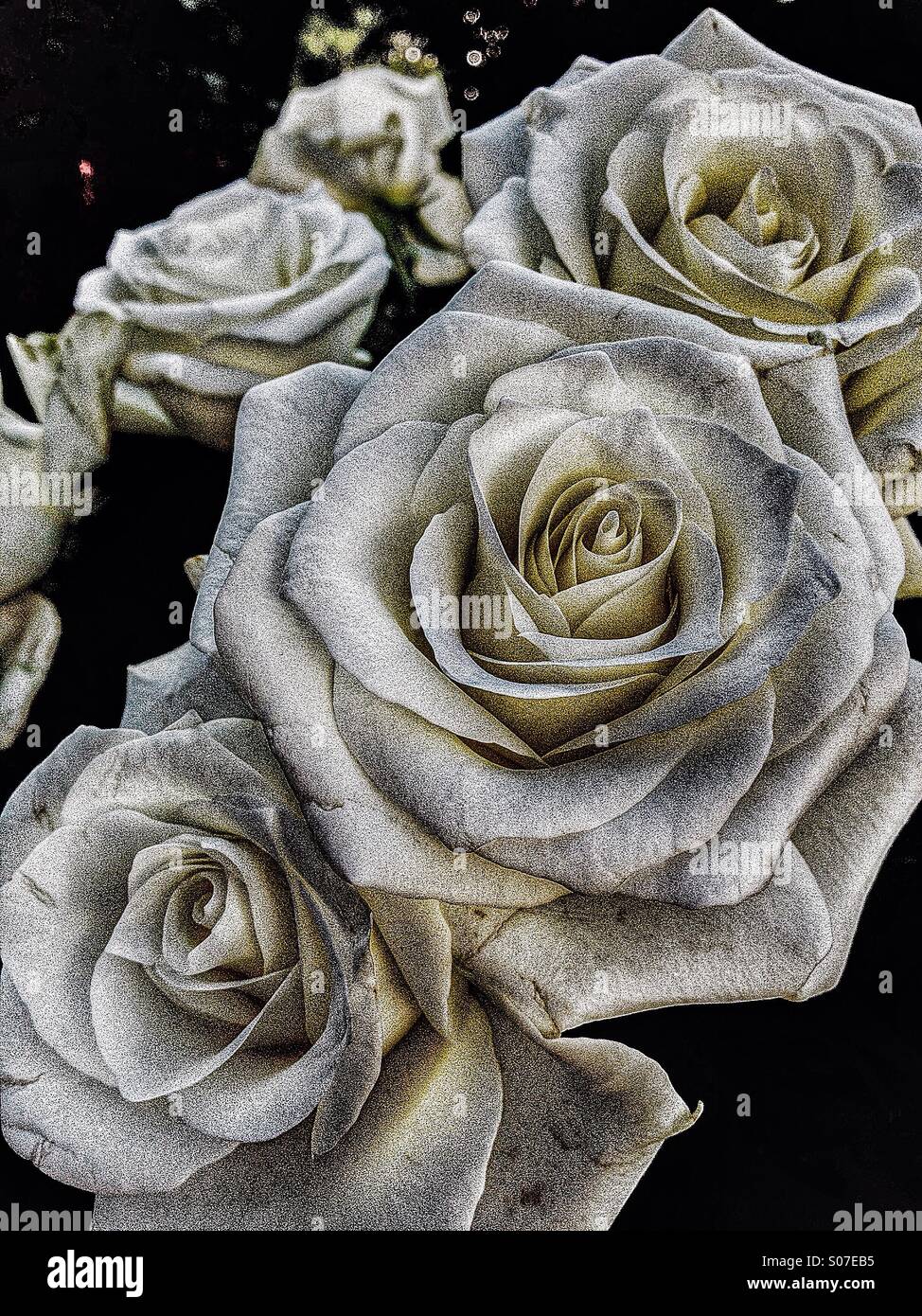 Group of roses hi-res stock photography and images - Alamy