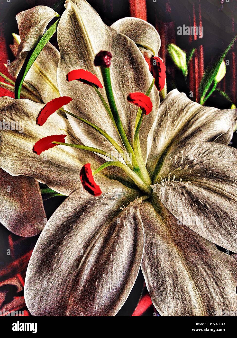 Hdr flower hi-res stock photography and images - Alamy