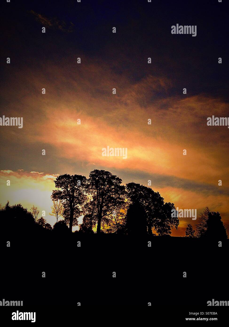 Oak trees on a hill at sunset Stock Photo - Alamy