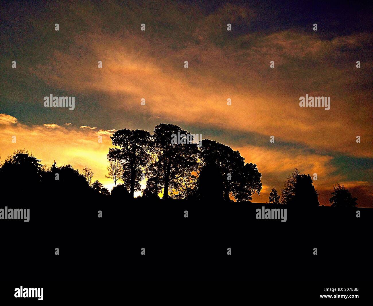 Oak trees on a hill hi-res stock photography and images - Alamy