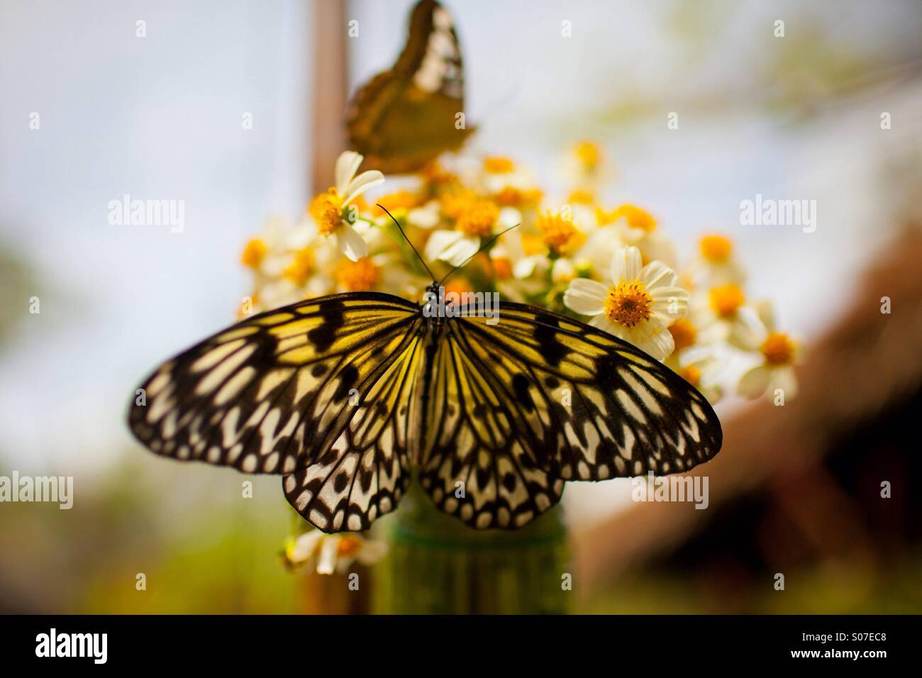 Philippines butterfly hi-res stock photography and images - Alamy