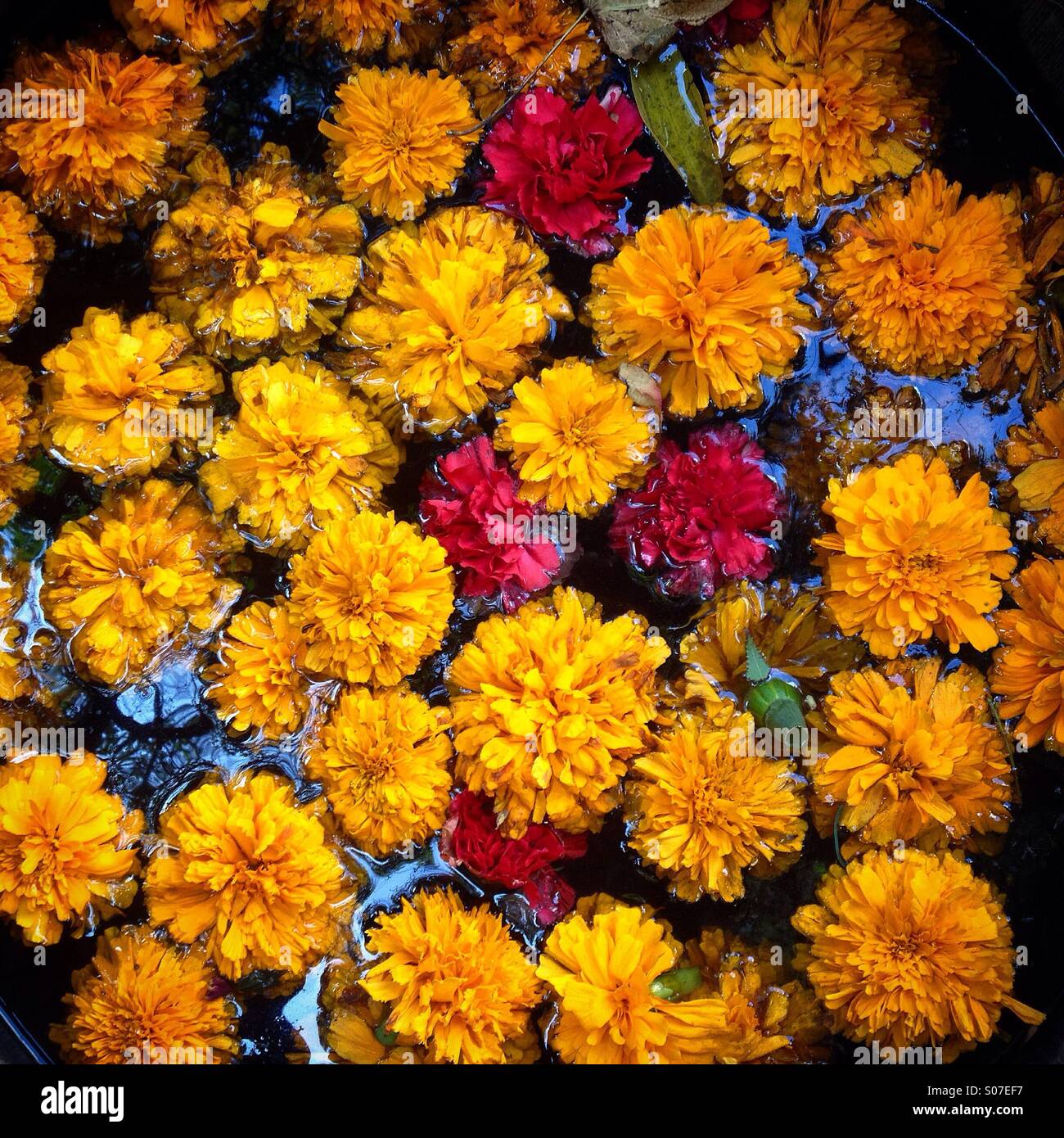 Day Of The Dead Marigold Flowers