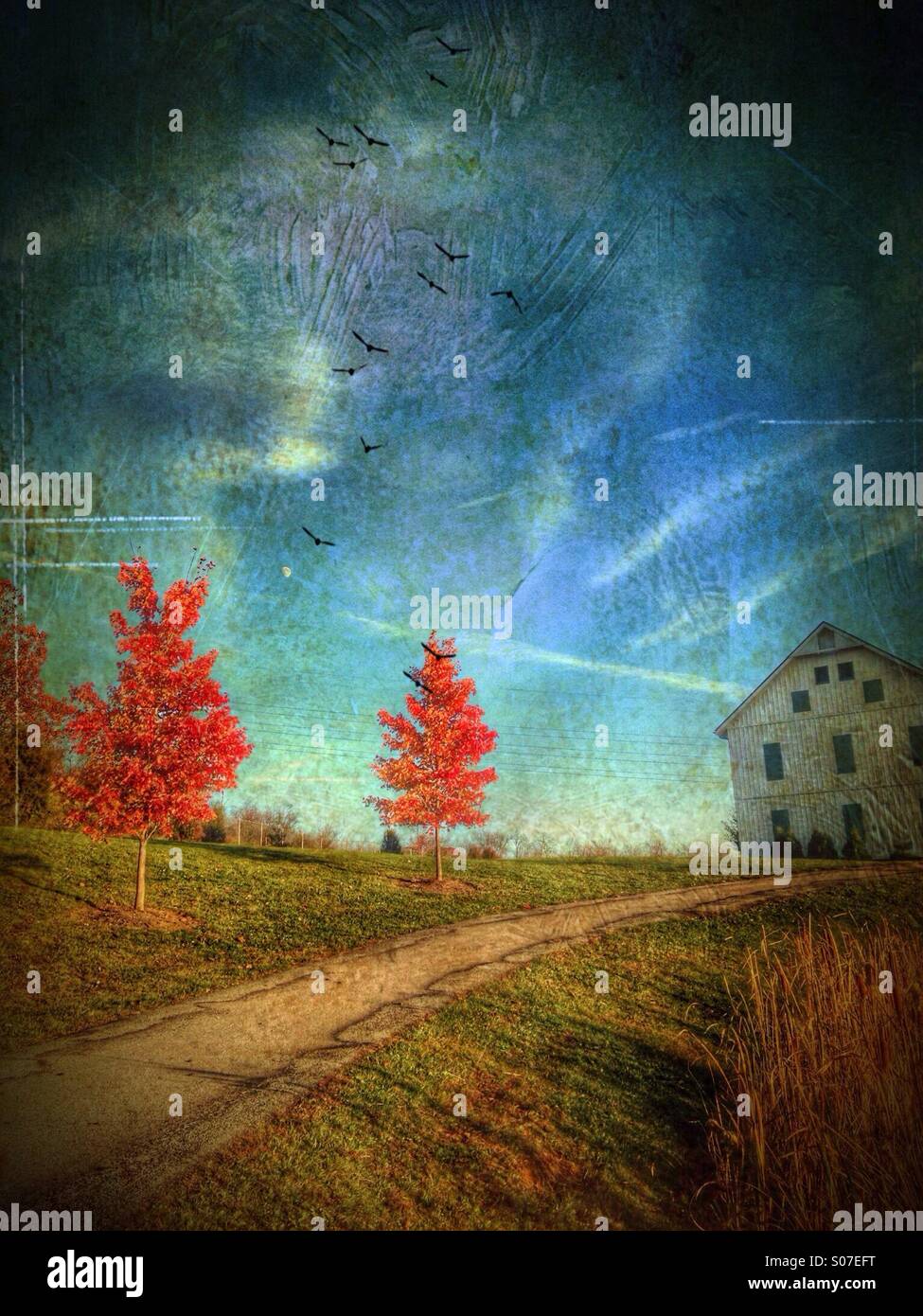 Birds flying over a barn Stock Photo - Alamy