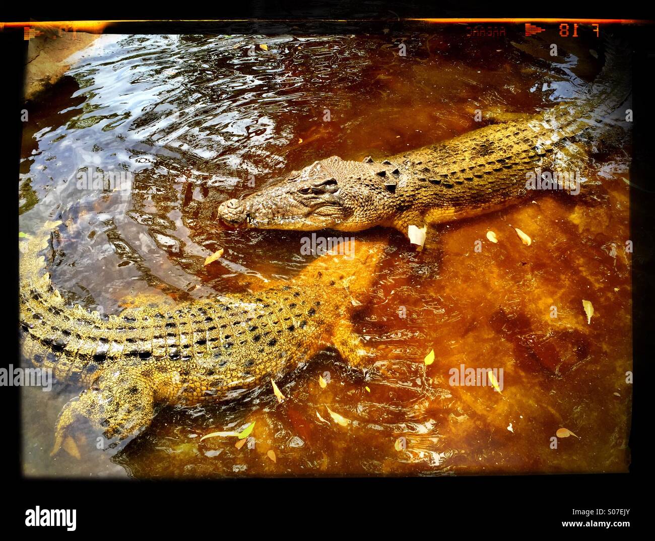 Saltwater croc hi-res stock photography and images - Alamy
