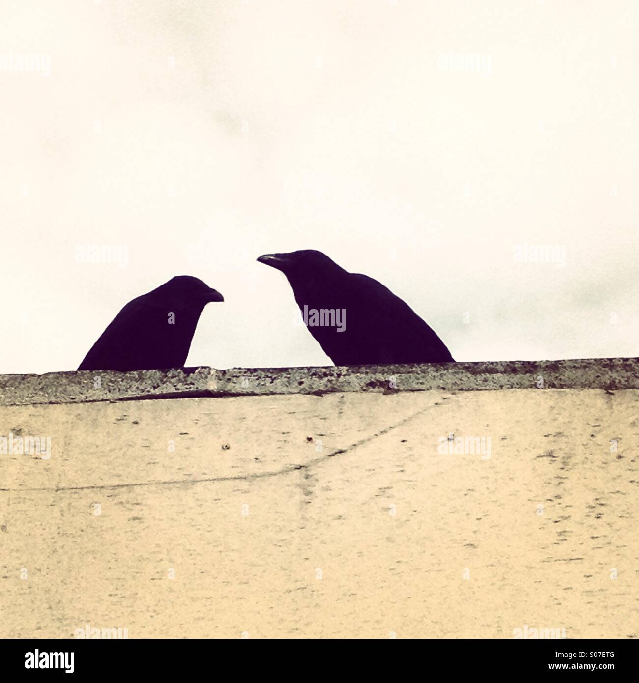 Two ravens hi-res stock photography and images - Alamy