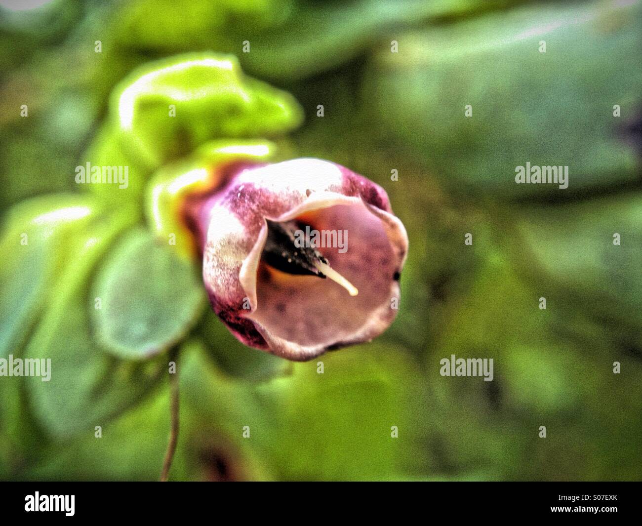 Small bell shaped flower Stock Photo - Alamy