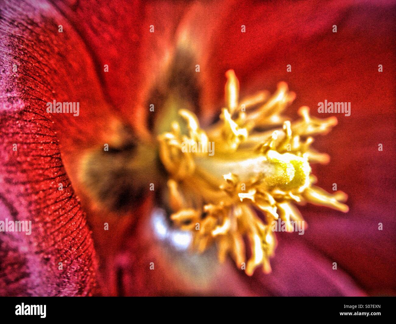 Close up of a flowers stamen Stock Photo - Alamy