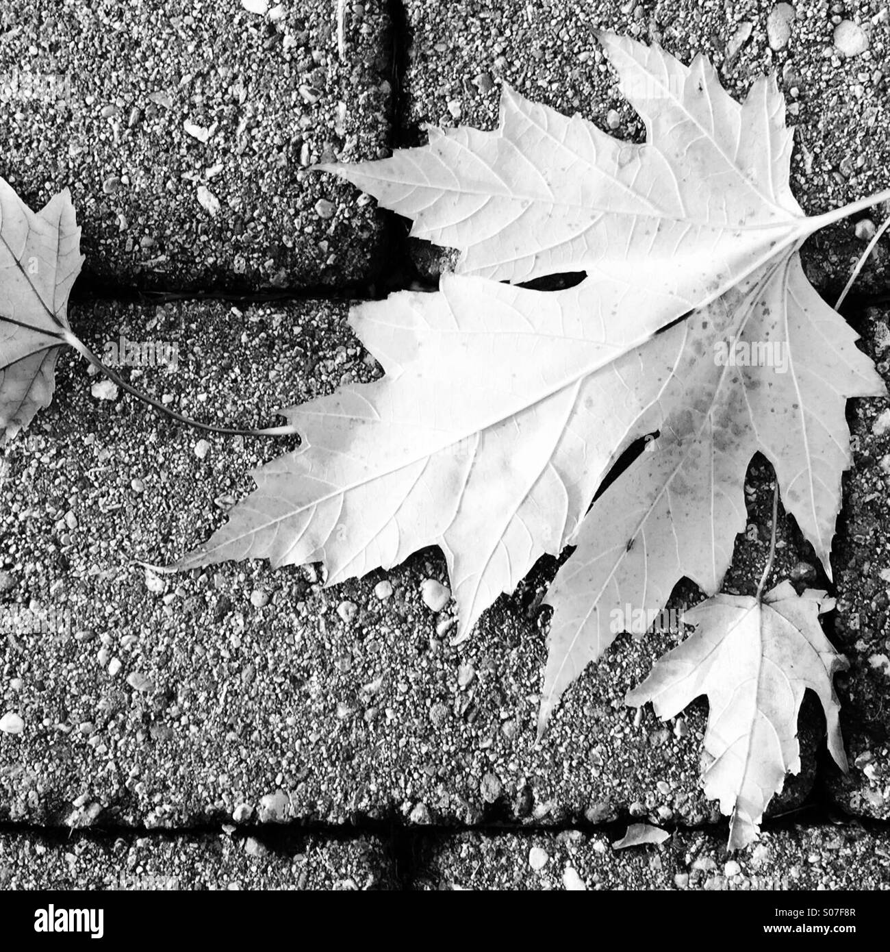 Fall Vector Black And White