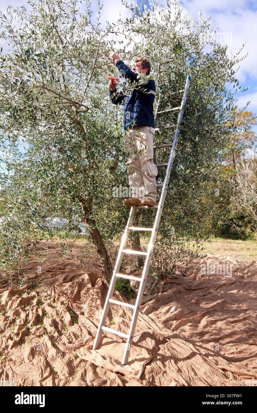 Olive crop hi-res stock photography and images - Alamy
