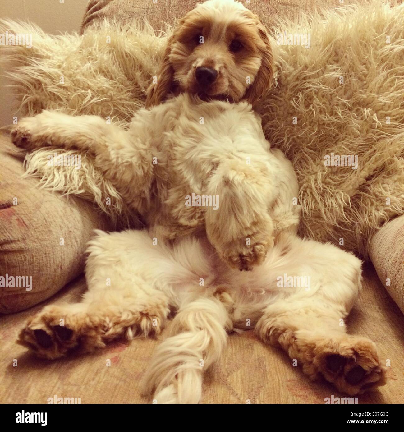 Lemon cocker spaniel hi-res stock photography and images - Alamy