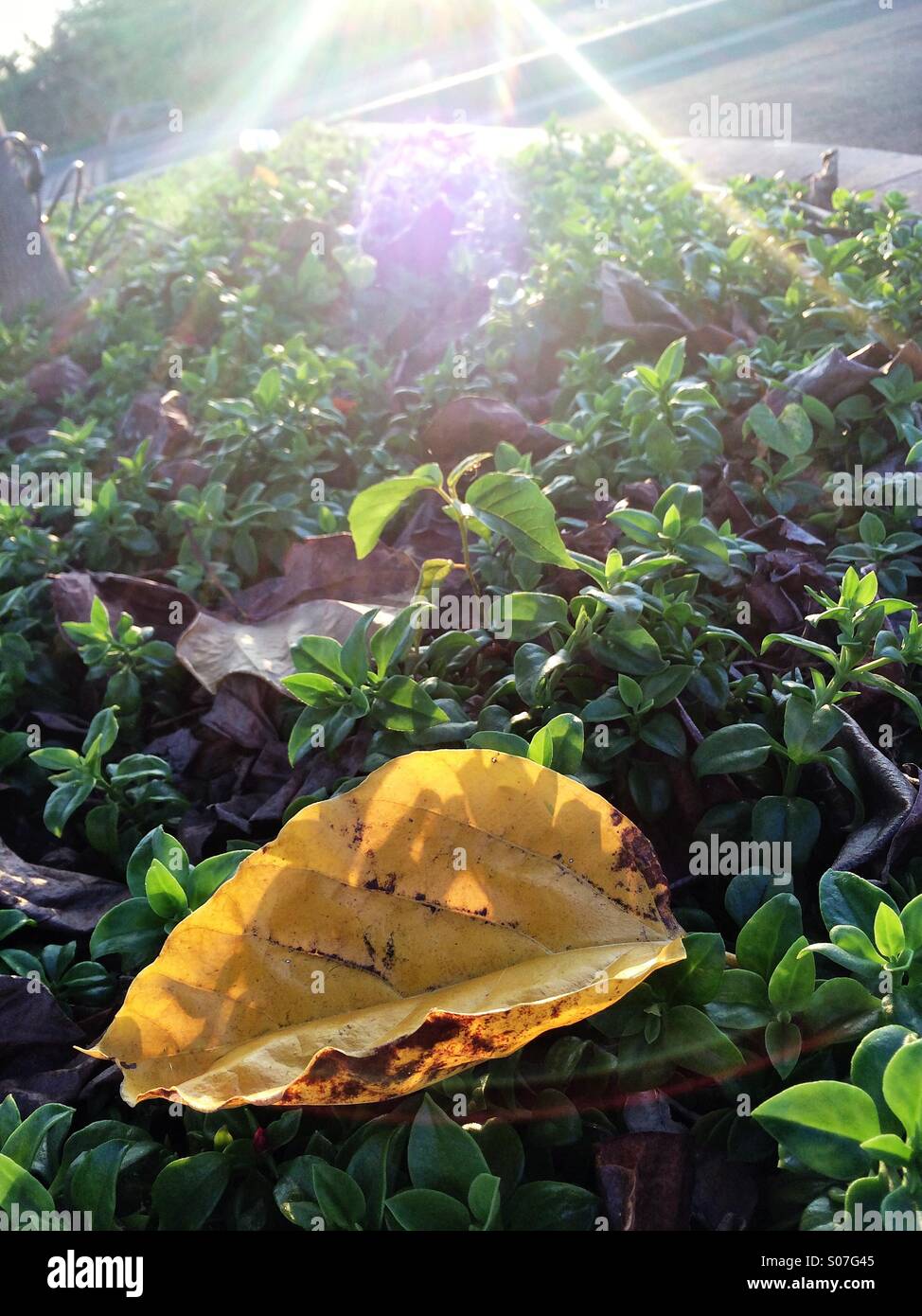 Sun rays on the ground hi-res stock photography and images - Alamy