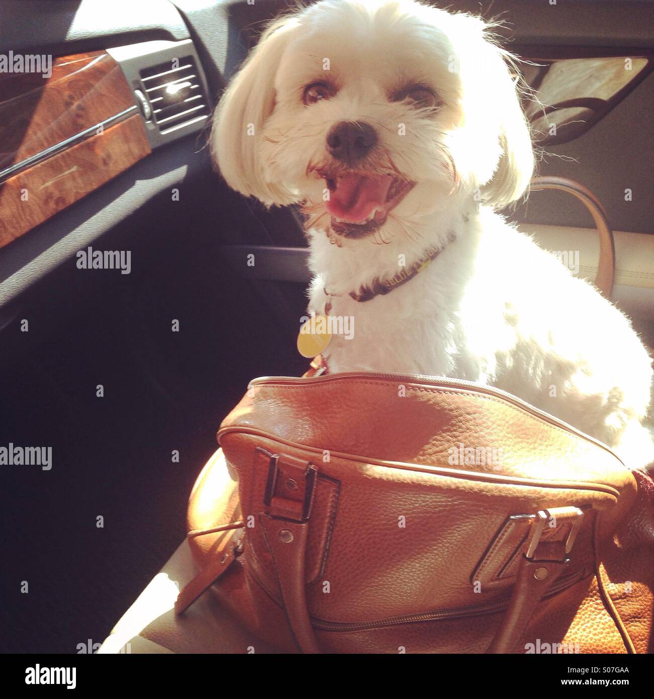 Puppy purse hi-res stock photography and images - Alamy