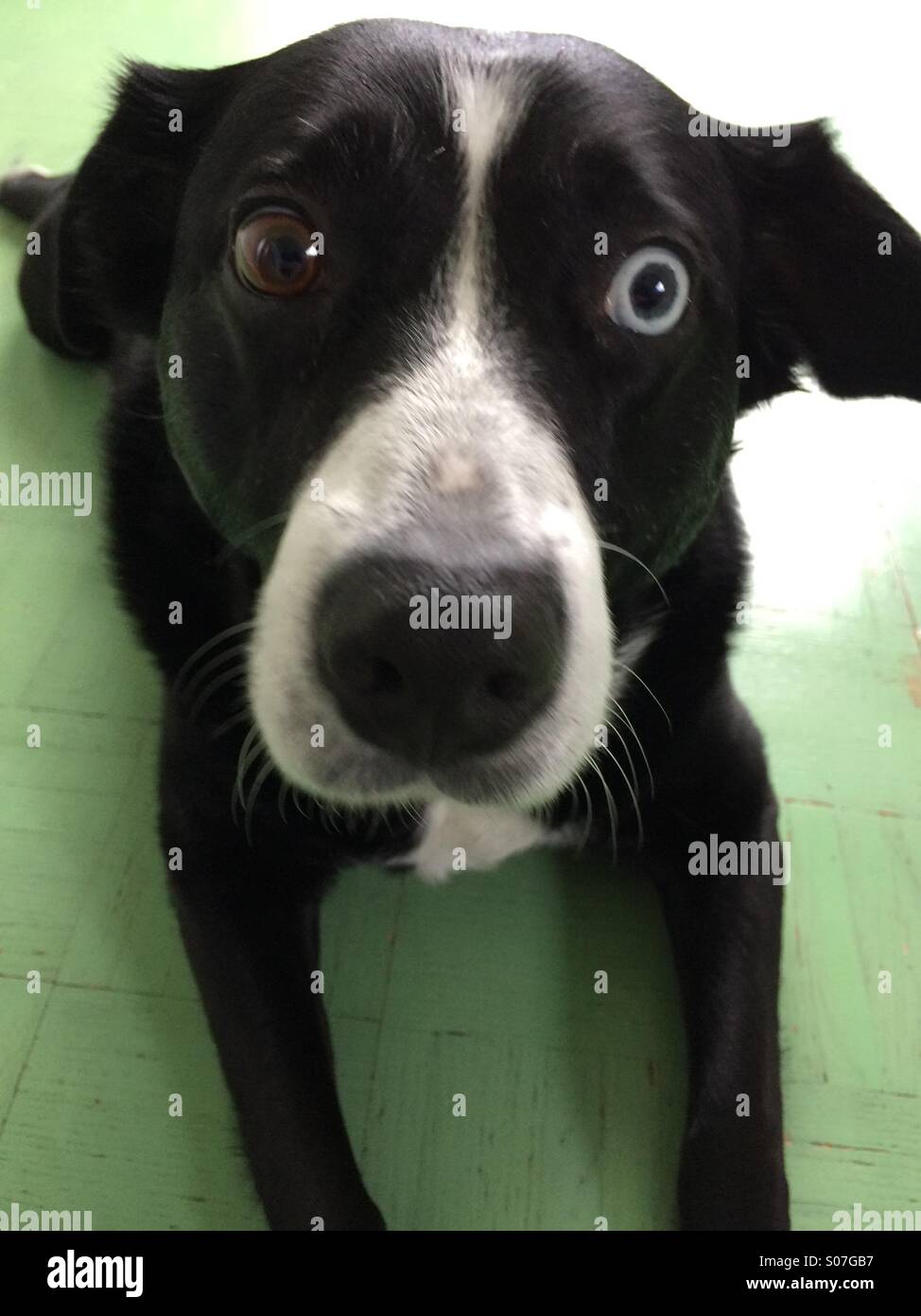 Worry dog hi-res stock photography and images - Alamy