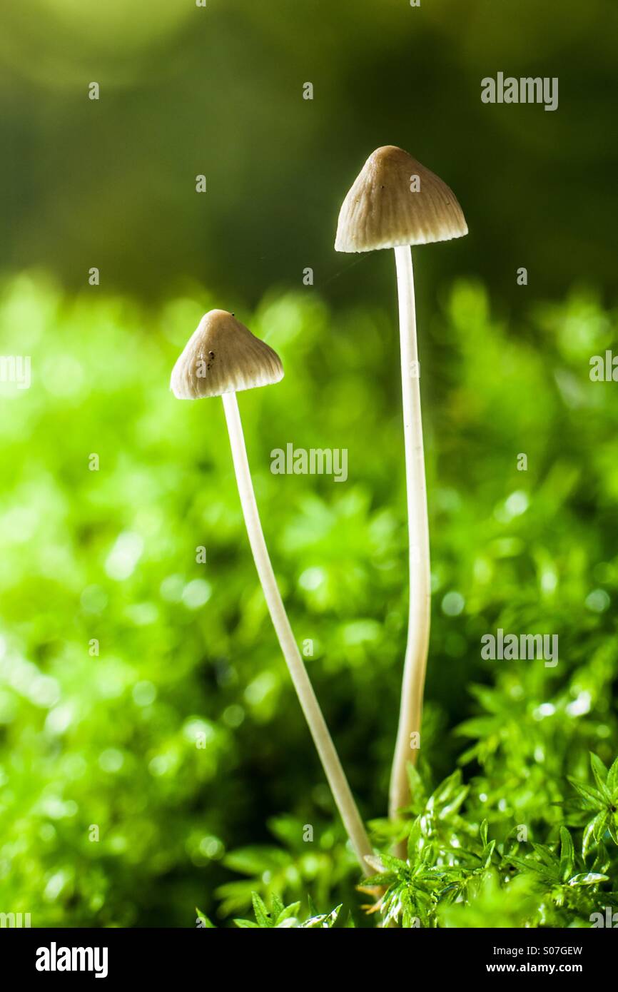 Magic shroom hi-res stock photography and images - Alamy