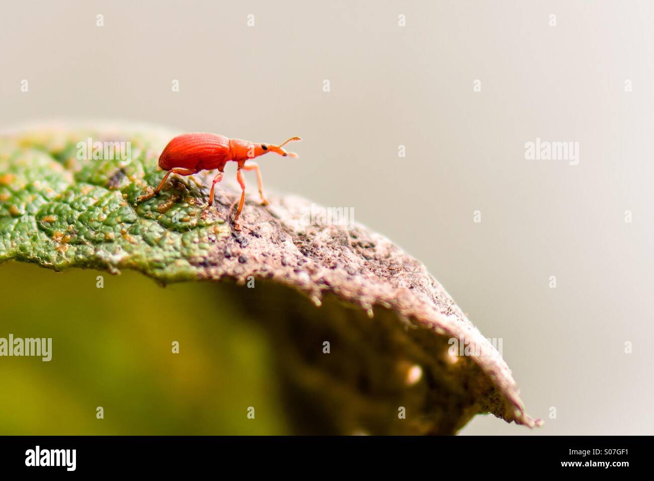 Beautiful weevil hi-res stock photography and images - Alamy