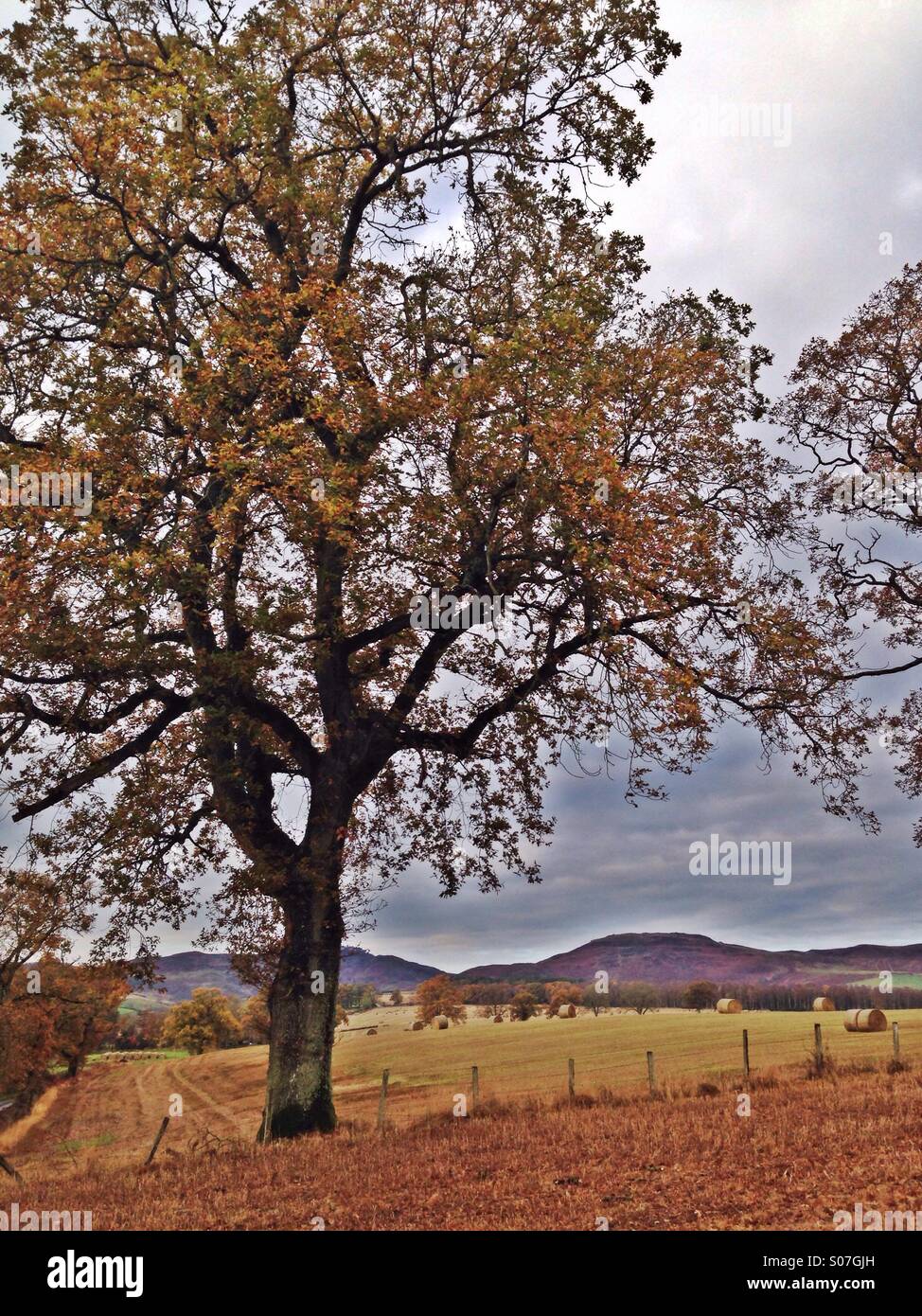 Scottish oak tree hi-res stock photography and images - Alamy