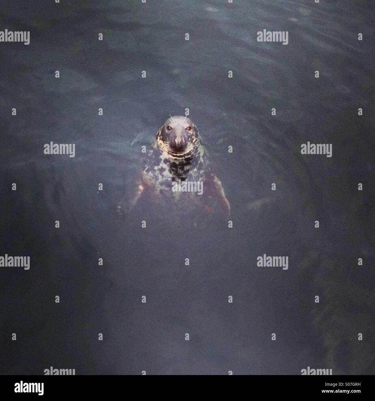 Seal Eating Fish High Resolution Stock Photography and Images - Alamy