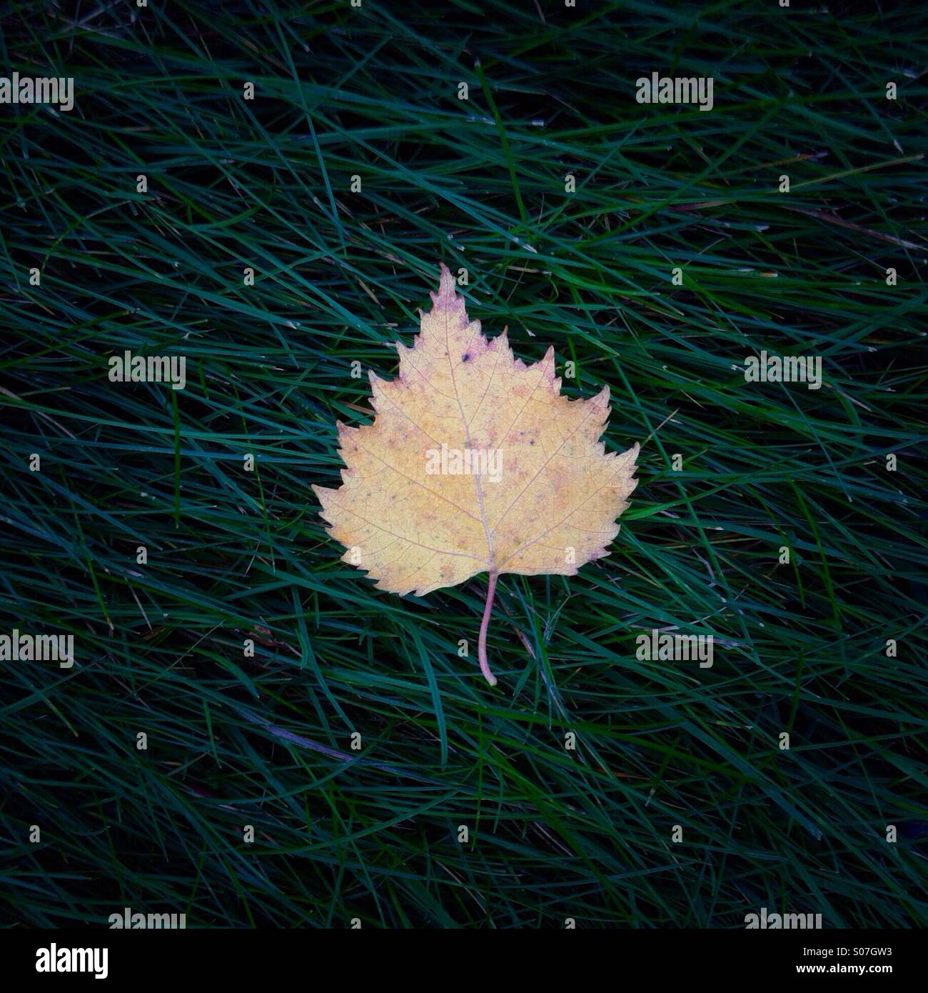 A single leaf laying on grass Stock Photo - Alamy