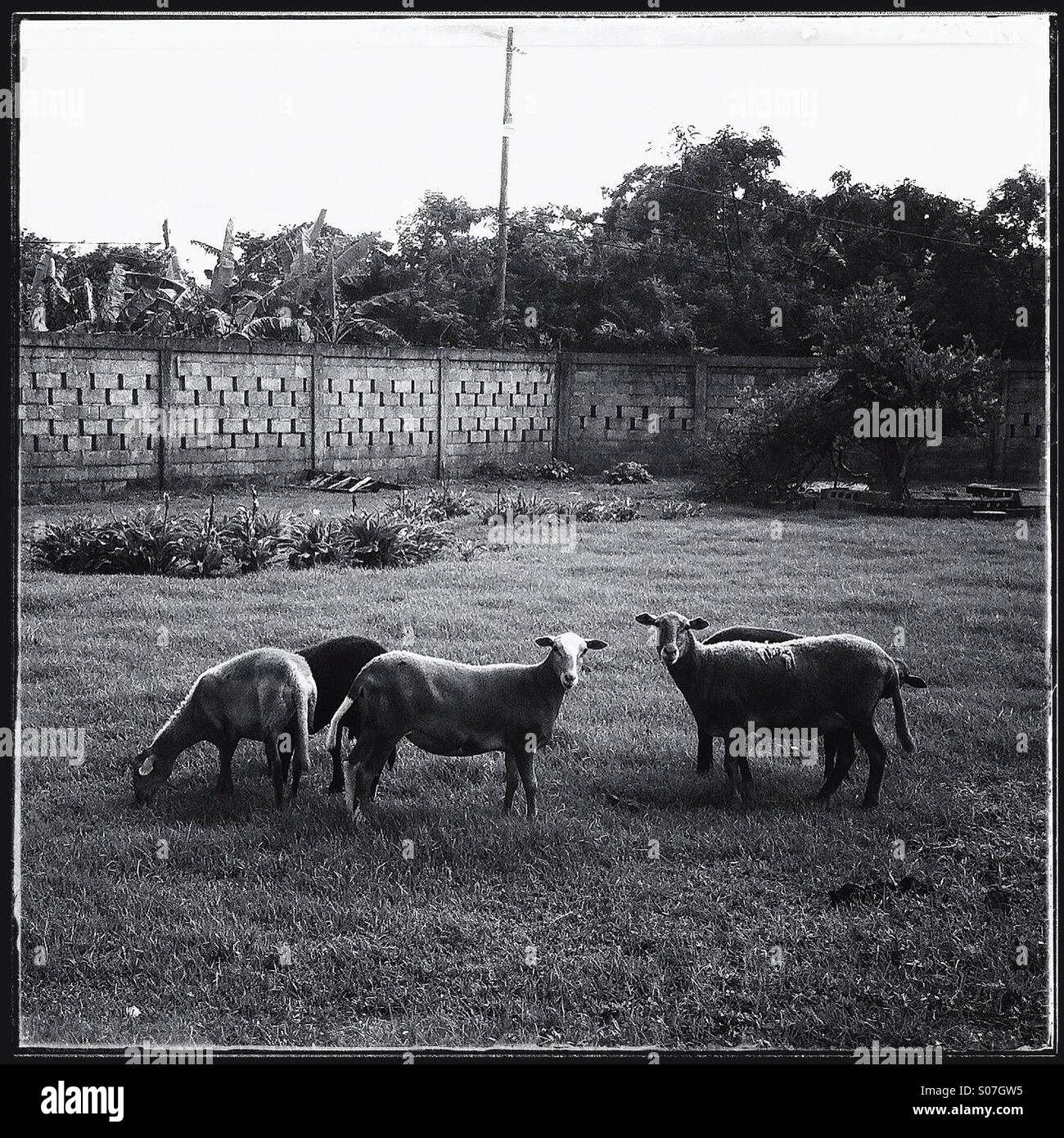 Utila island hi-res stock photography and images - Alamy