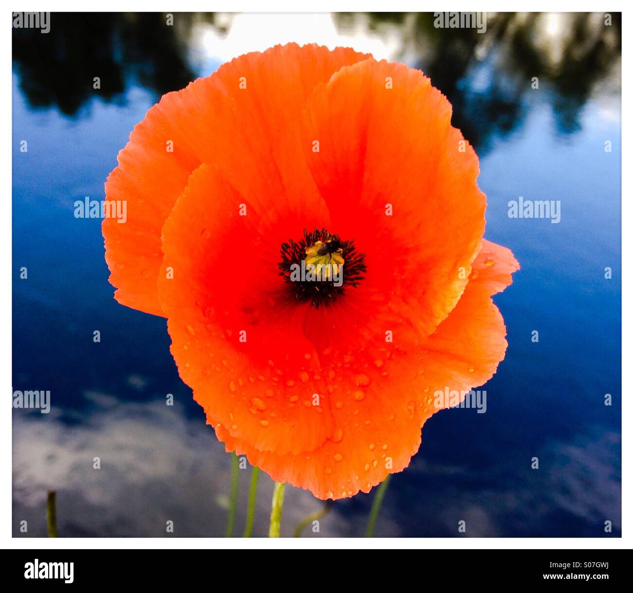 Remembrance day water colour hi-res stock photography and images - Alamy