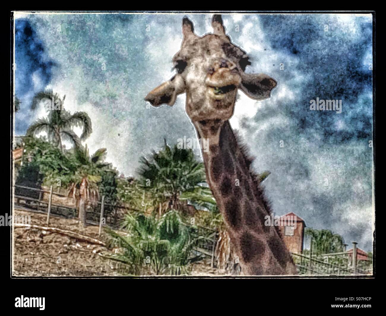 Giraffe in captivity hi-res stock photography and images - Alamy