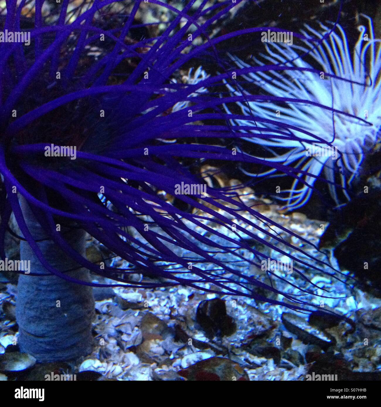 Purple anemones hi-res stock photography and images - Alamy