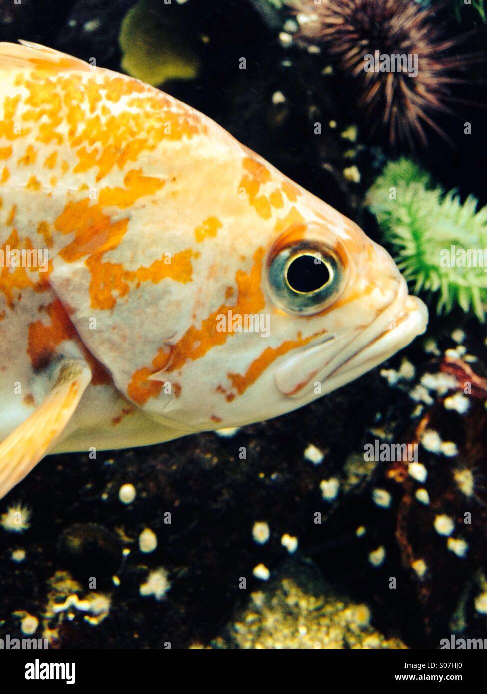 Orange fish aquarium hi-res stock photography and images - Alamy