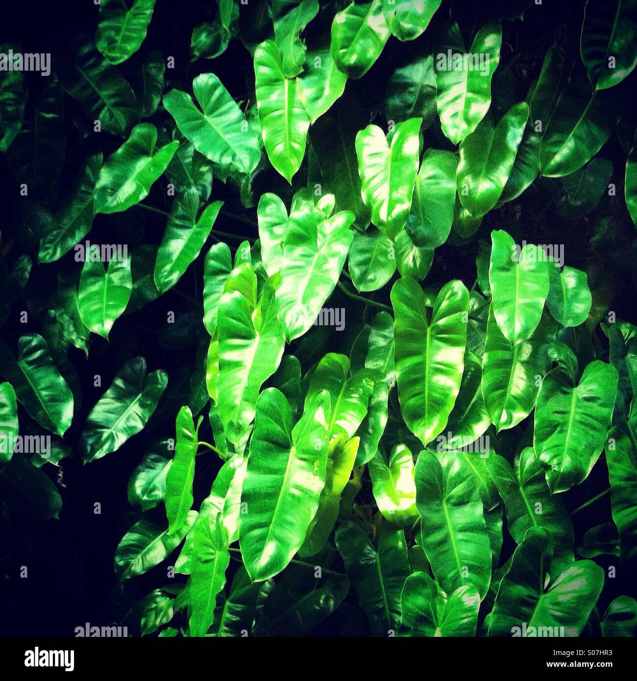 Green fresh plants hi-res stock photography and images - Alamy