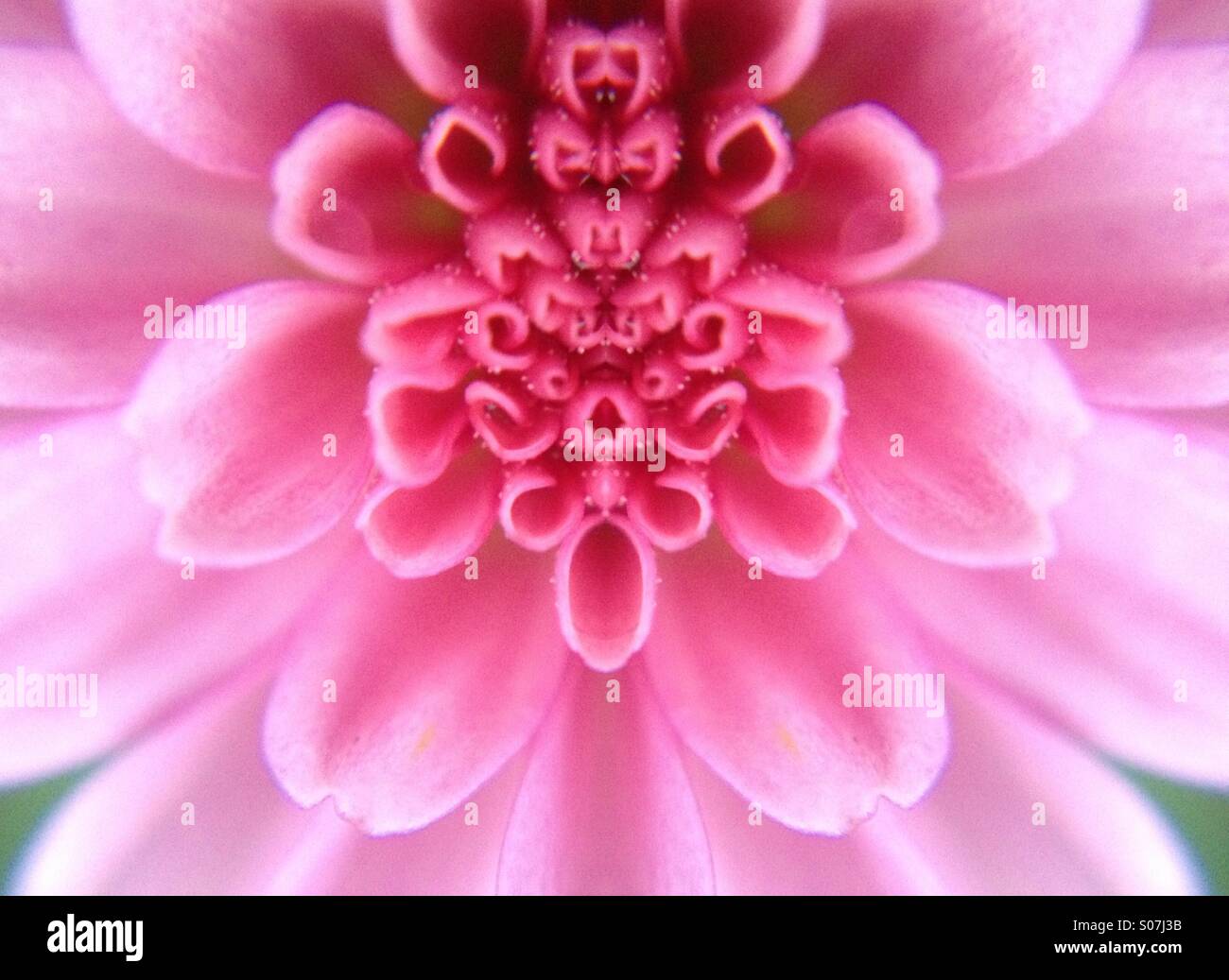 Symmetrical flowers smartphone stock photos and images - Alamy