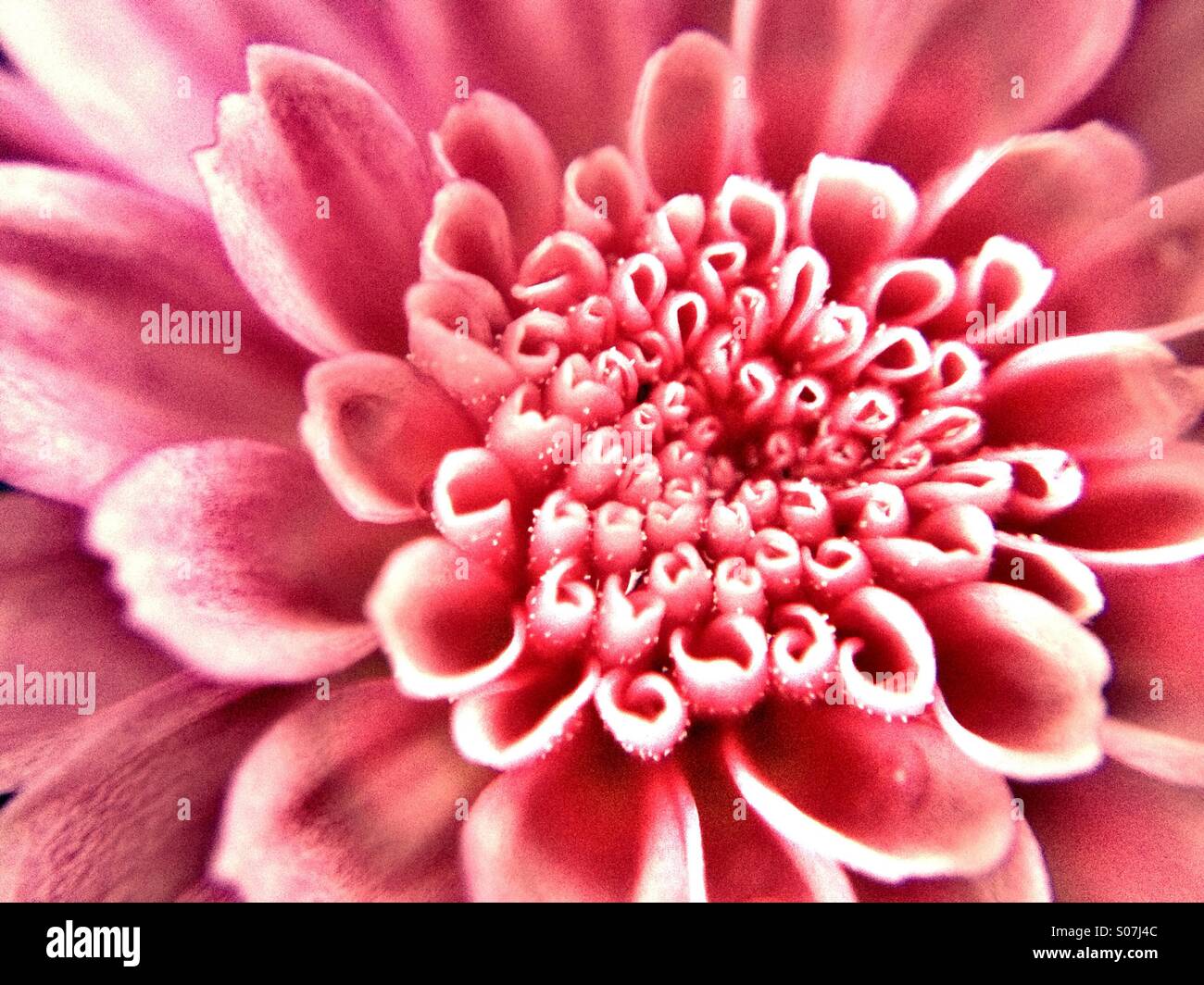Hdr flower hi-res stock photography and images - Alamy