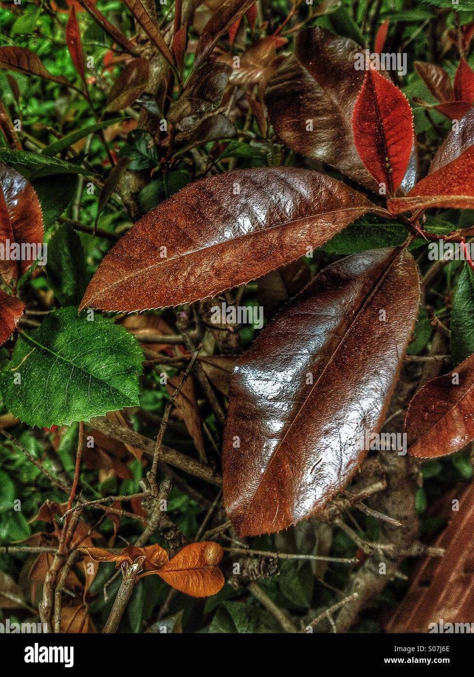 Rich mahogany hi-res stock photography and images - Alamy