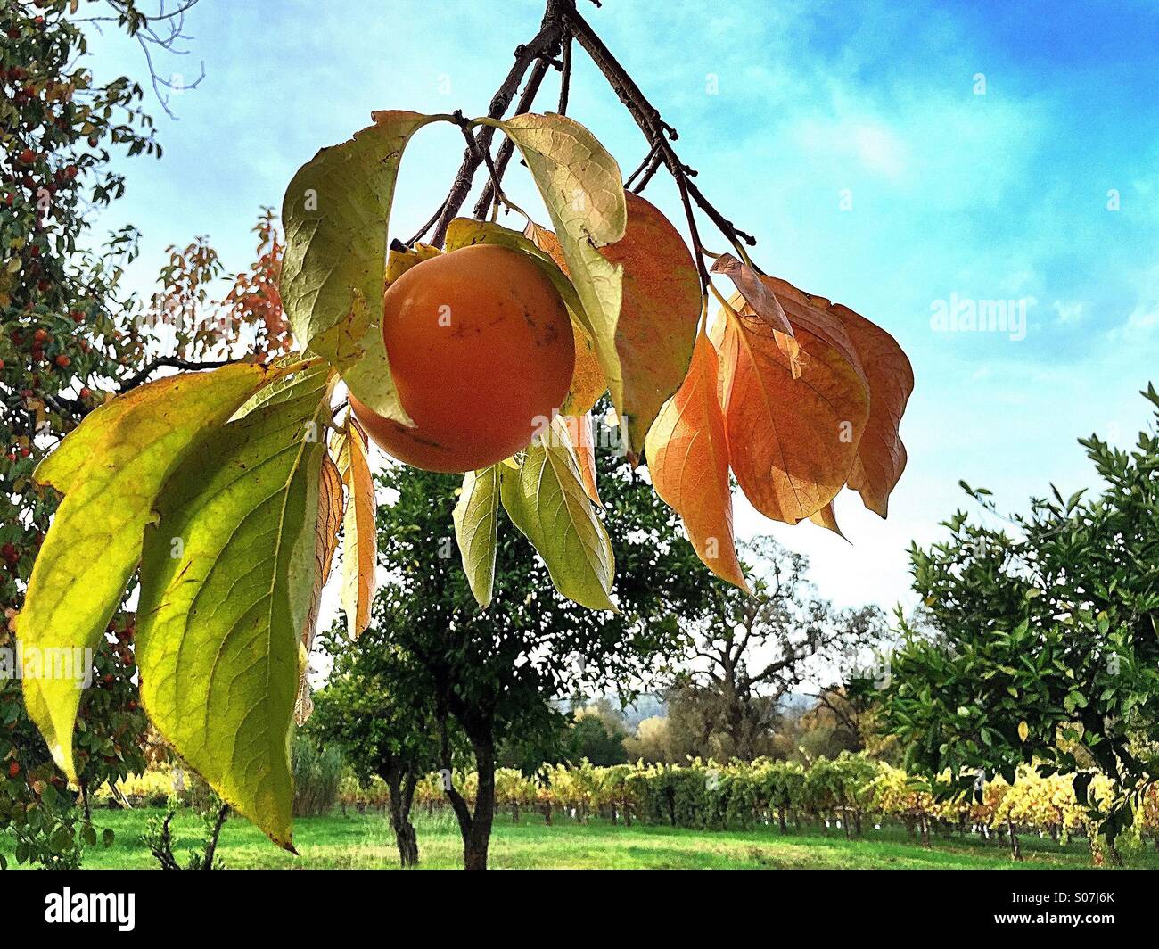 Persimmon vineyard hi-res stock photography and images - Alamy