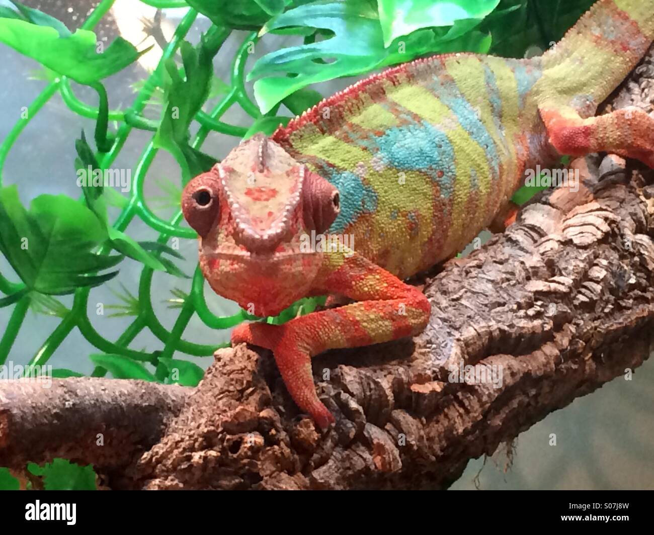 Chameleon hi-res stock photography and images - Alamy