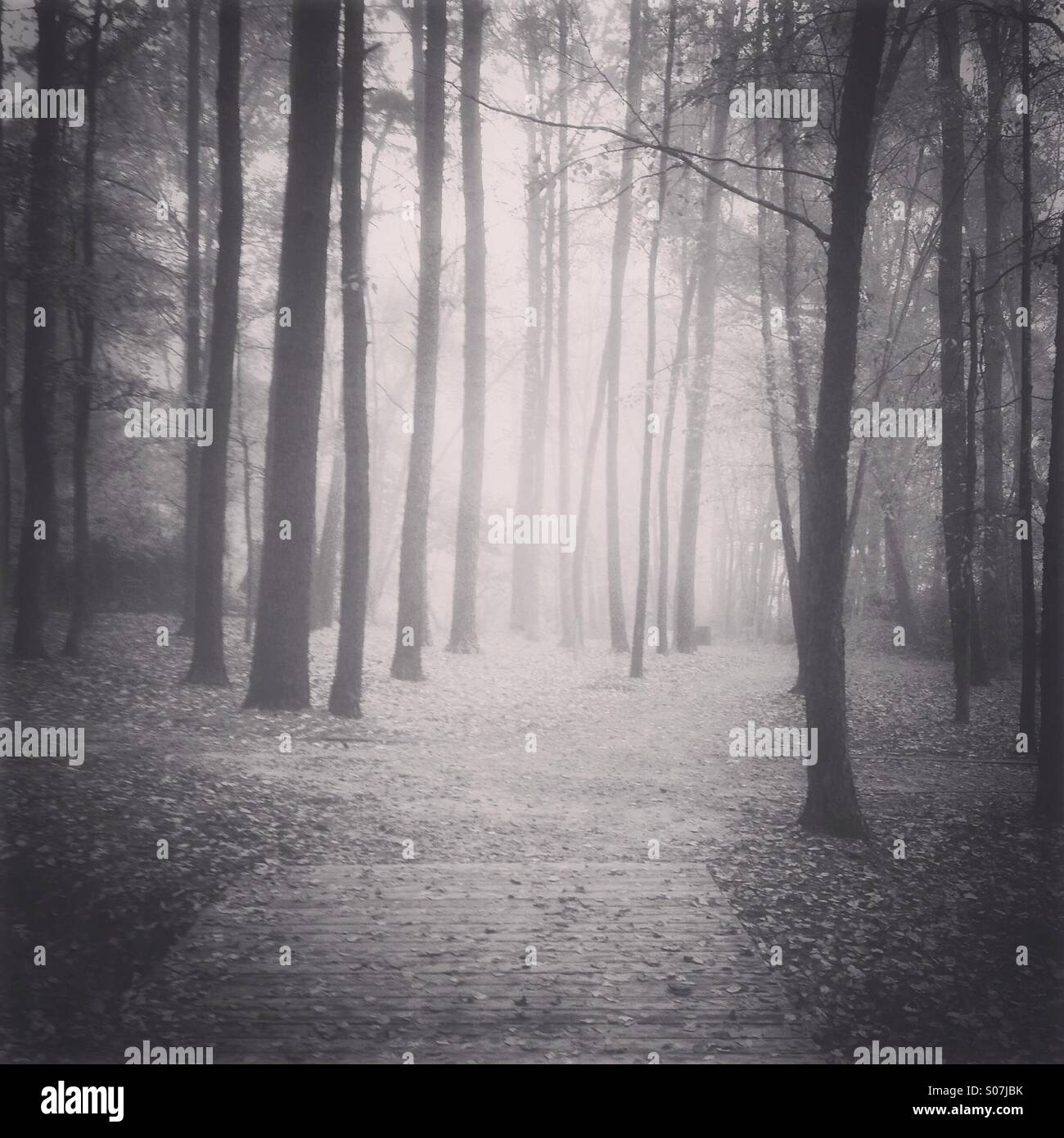 Dark Forest Path Black And White