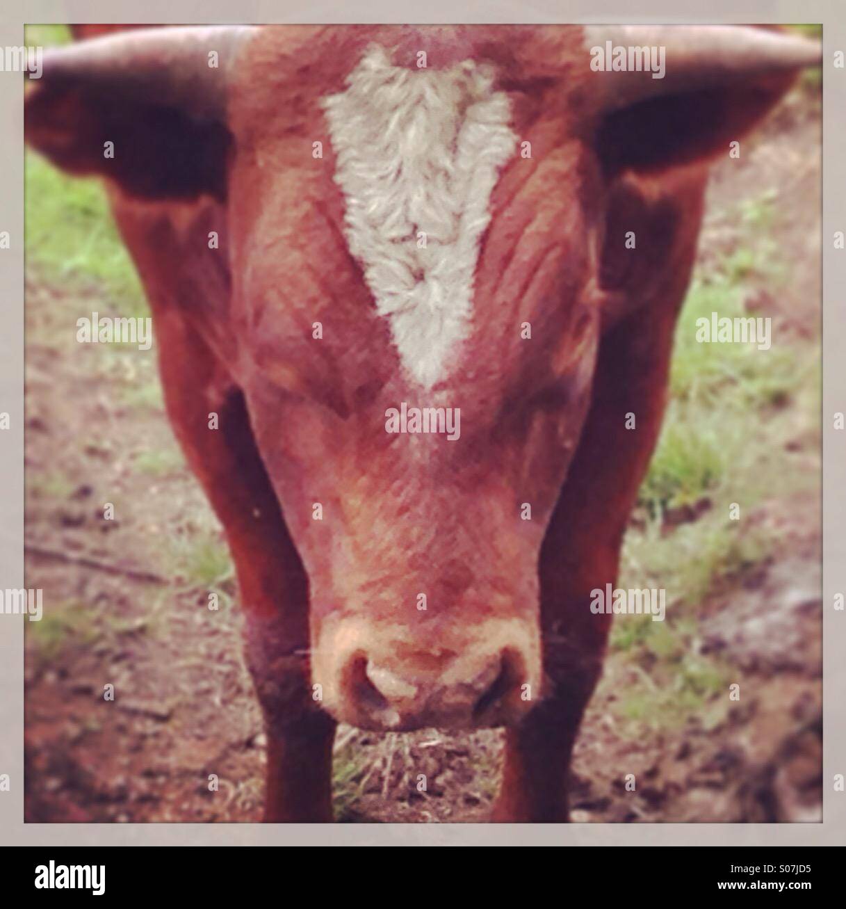 Mean bull hi-res stock photography and images - Alamy