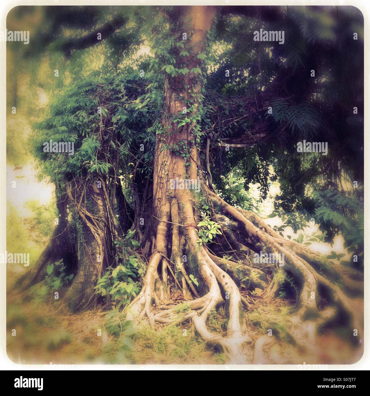 Wildlife of bangladesh hi-res stock photography and images - Alamy