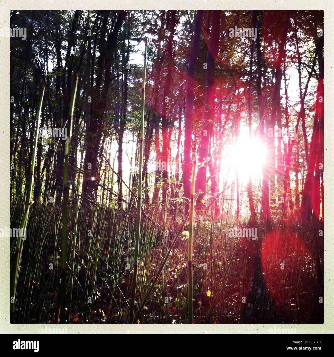 Sunset shine through hi-res stock photography and images - Alamy