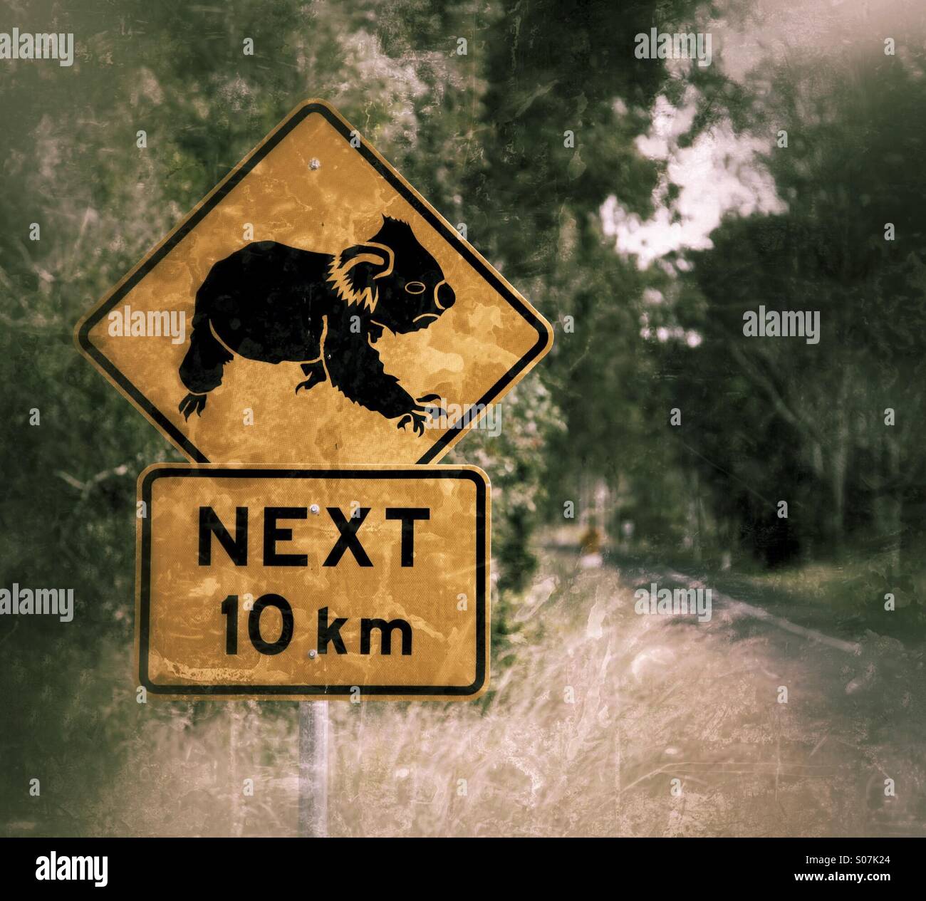 Koalas hi-res stock photography and images - Alamy