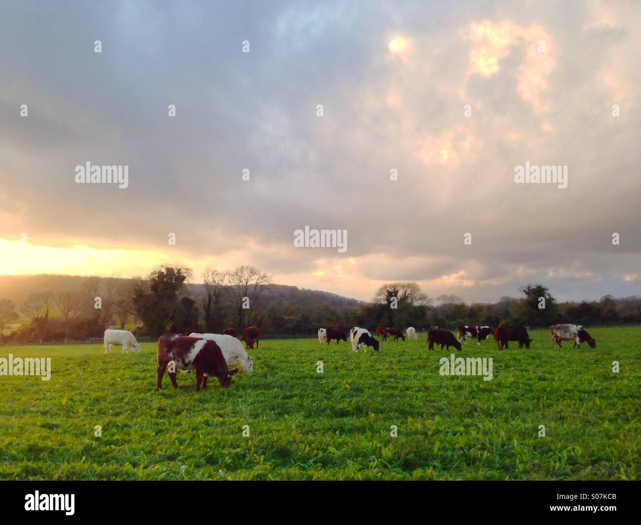 Cattle breeds hi-res stock photography and images - Alamy