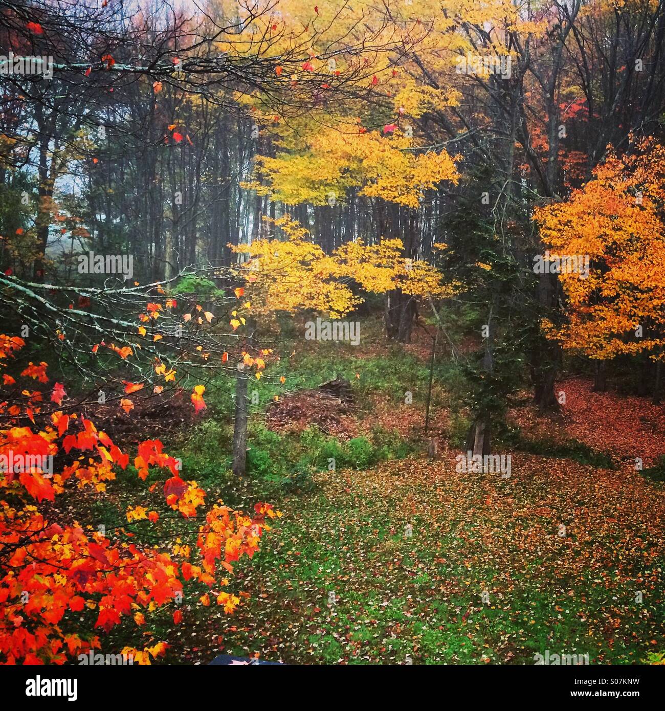 Fall color yellow hi-res stock photography and images - Alamy