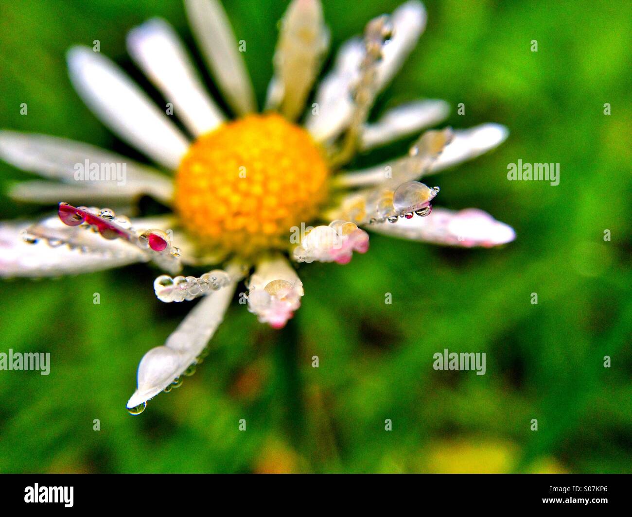 Dew drops on daisy Stock Photo - Alamy