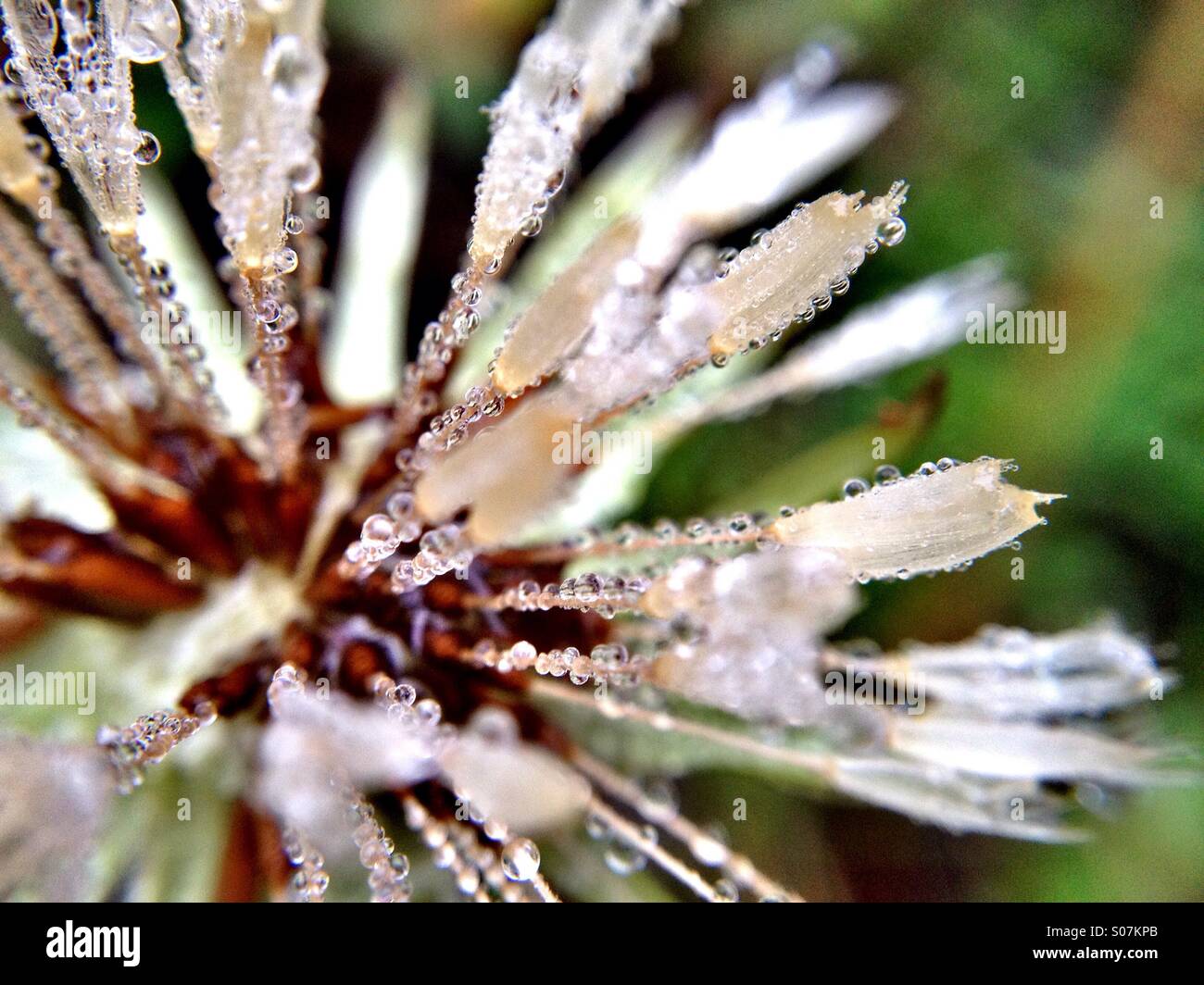 Dew on seeds hi-res stock photography and images - Alamy