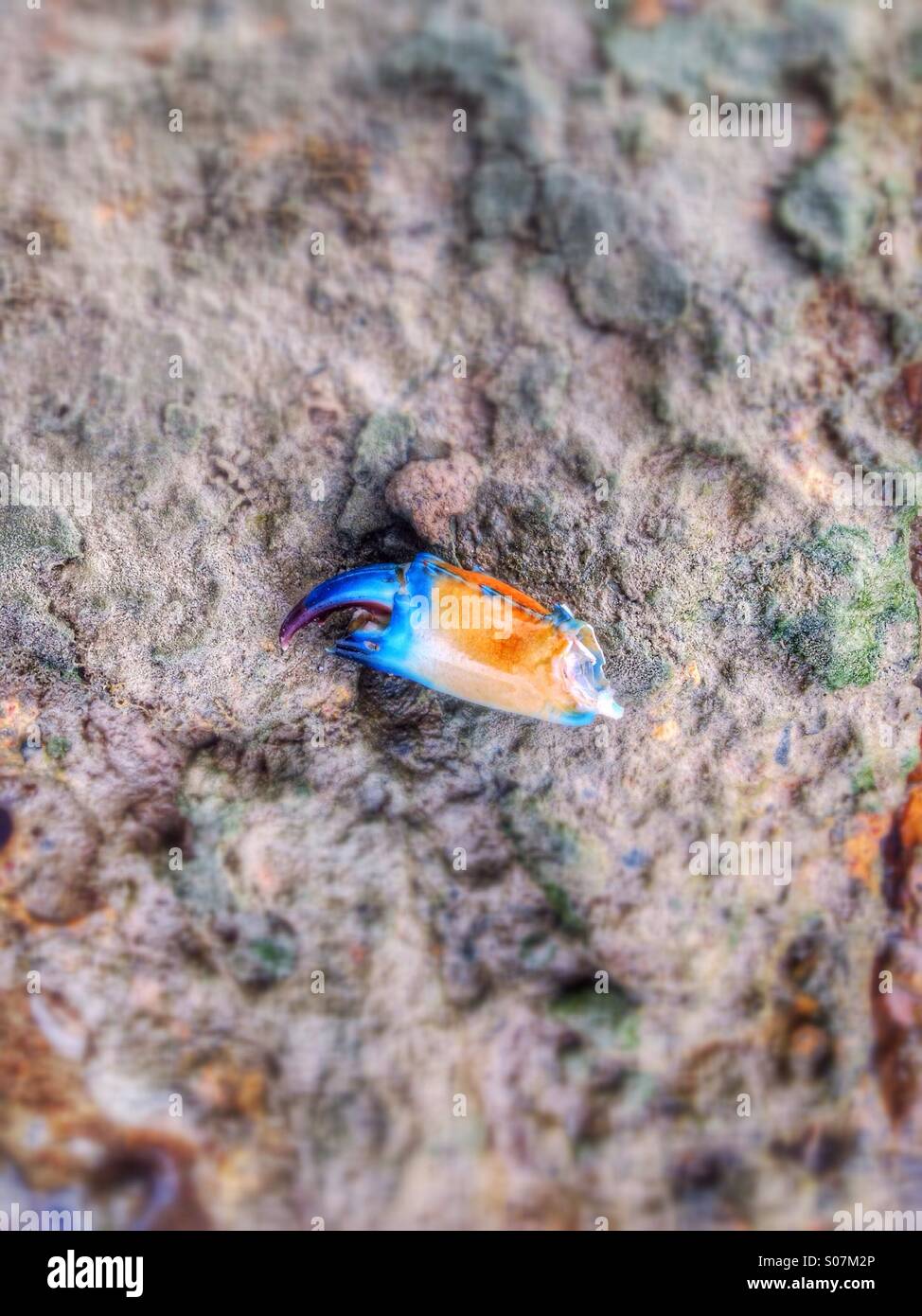 Lost nipper of a Blue Nippers crab, on the rocks, in Northern Australia ...