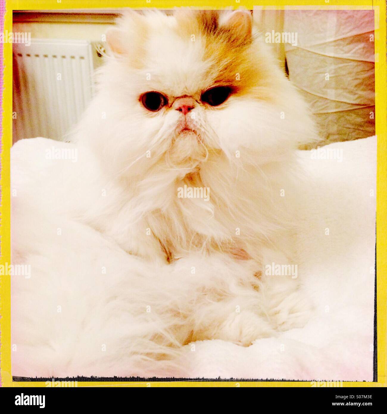 Cat staring at the camera hi-res stock photography and images - Alamy