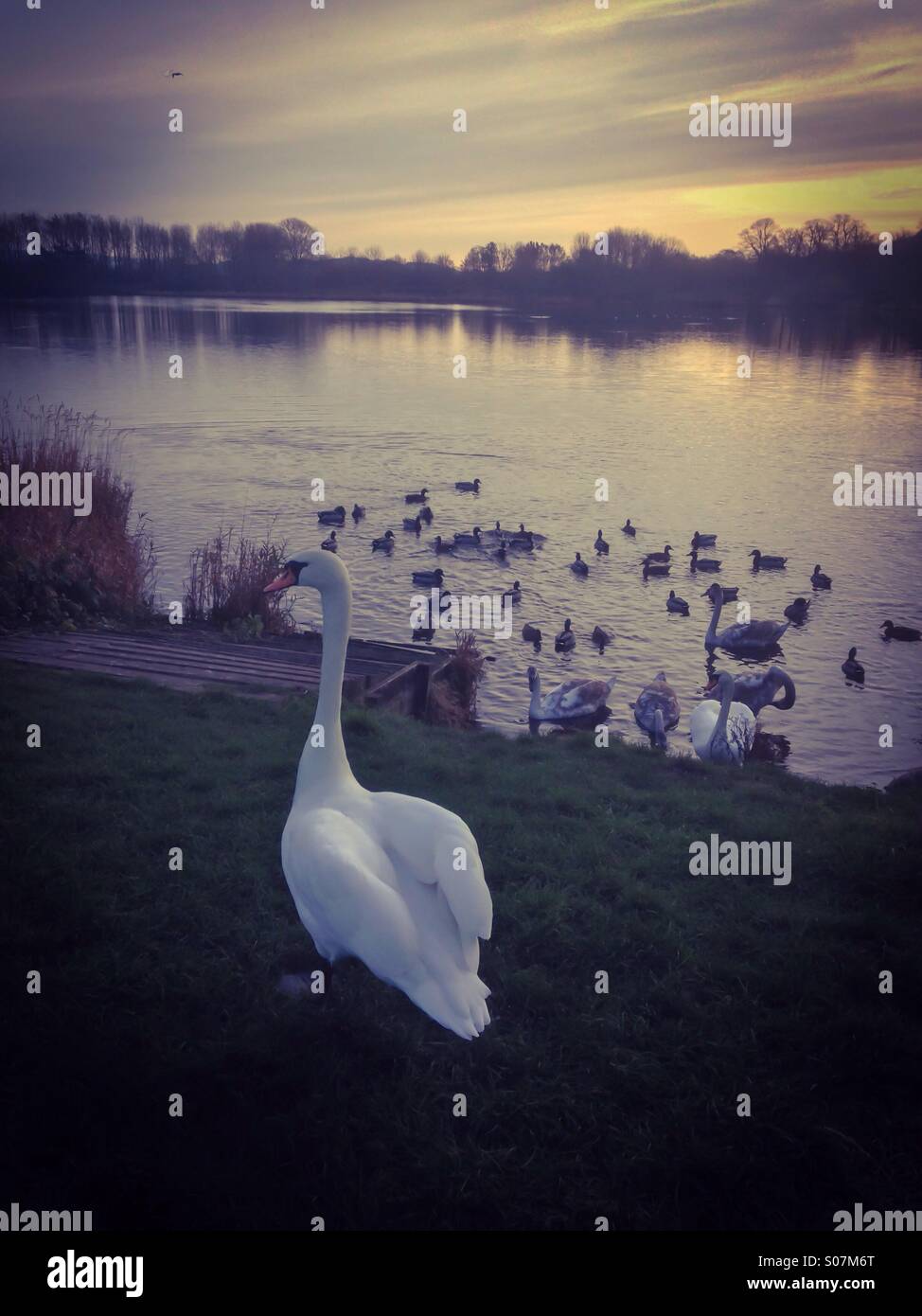 Longlands hi-res stock photography and images - Alamy