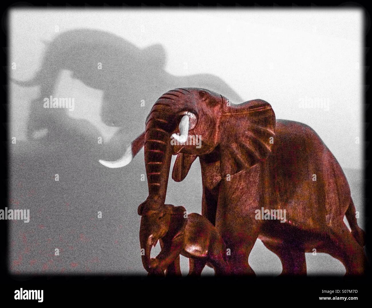 Elephant shadows hi-res stock photography and images - Alamy