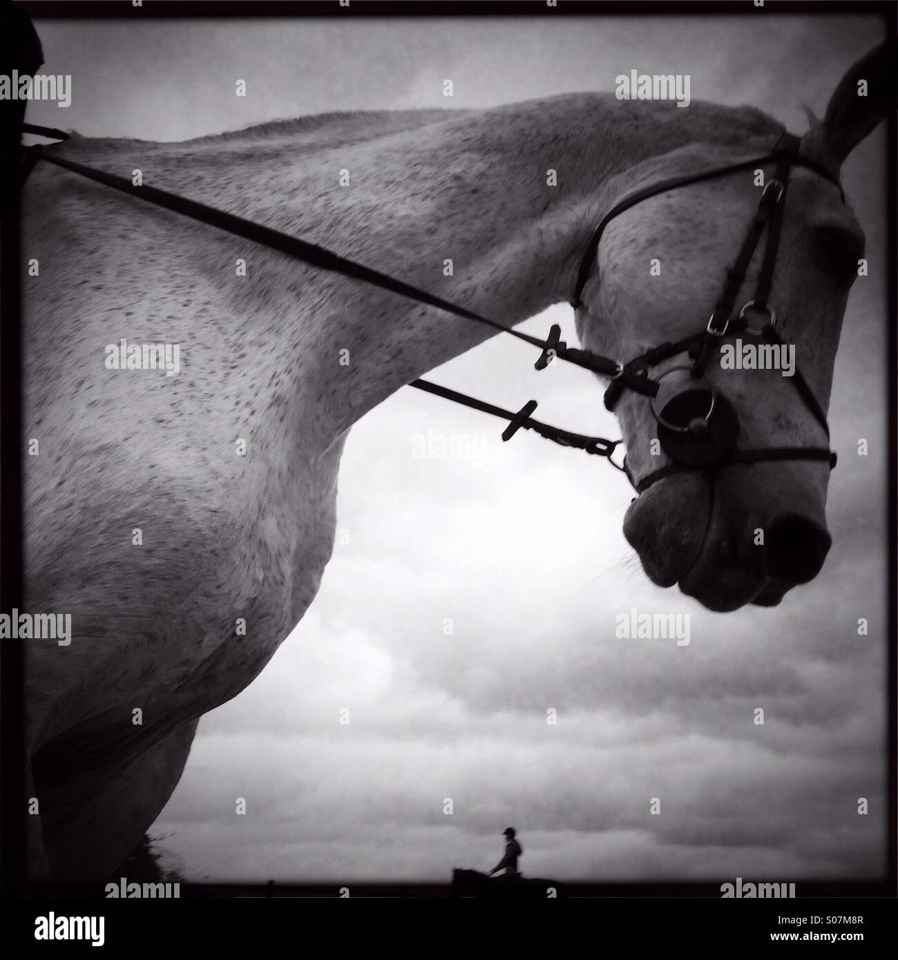 Horse rider silhouette hi-res stock photography and images - Alamy