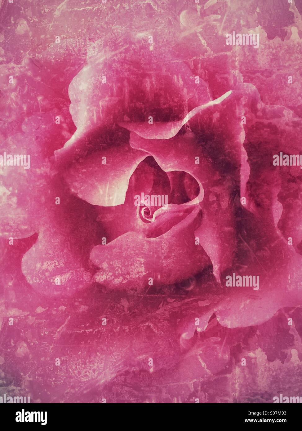 Pink pedals hi-res stock photography and images - Alamy