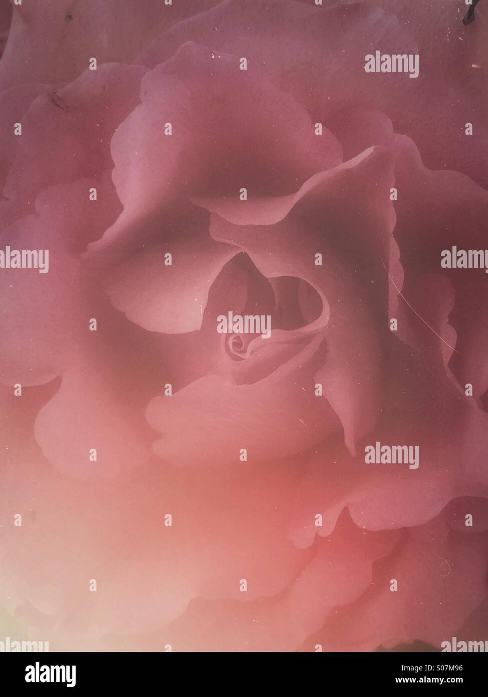 Romantic rose pedals hi-res stock photography and images - Alamy