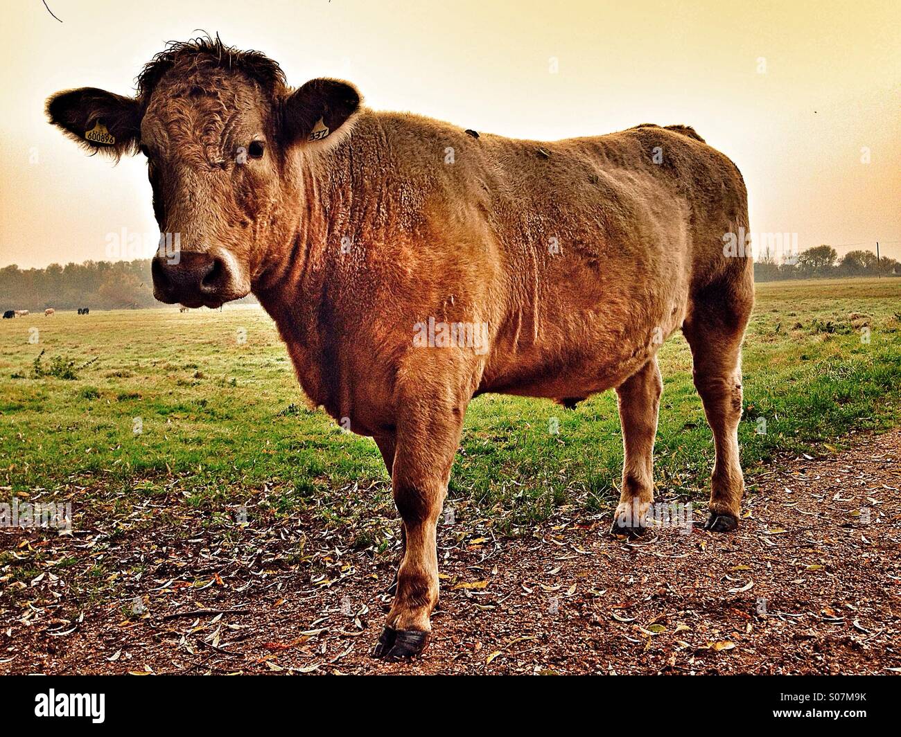 Bull field hi-res stock photography and images - Alamy